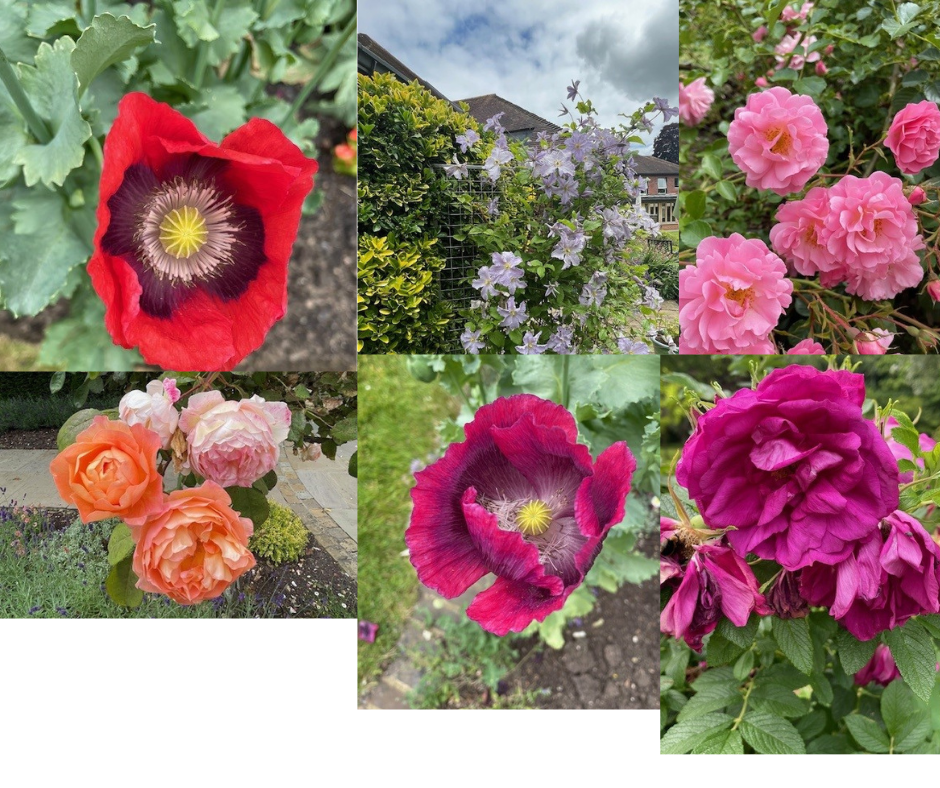 The Dower House gardens looking blooming lovely! - The Dower House ...